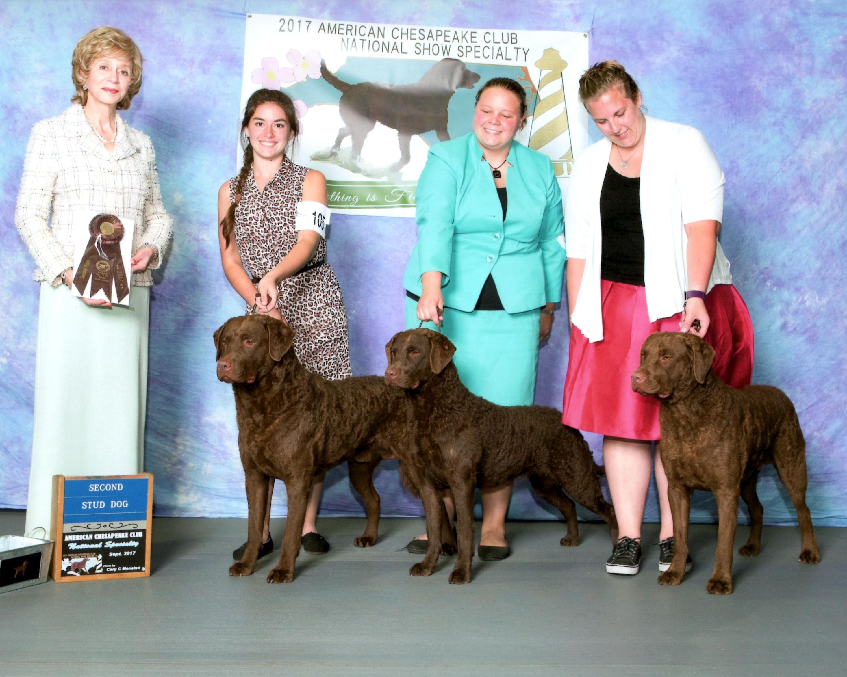 Sedgeblac Retrievers - Norm